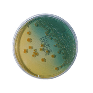 CLED ÁGAR - Laborclin | Grupo Solabia
